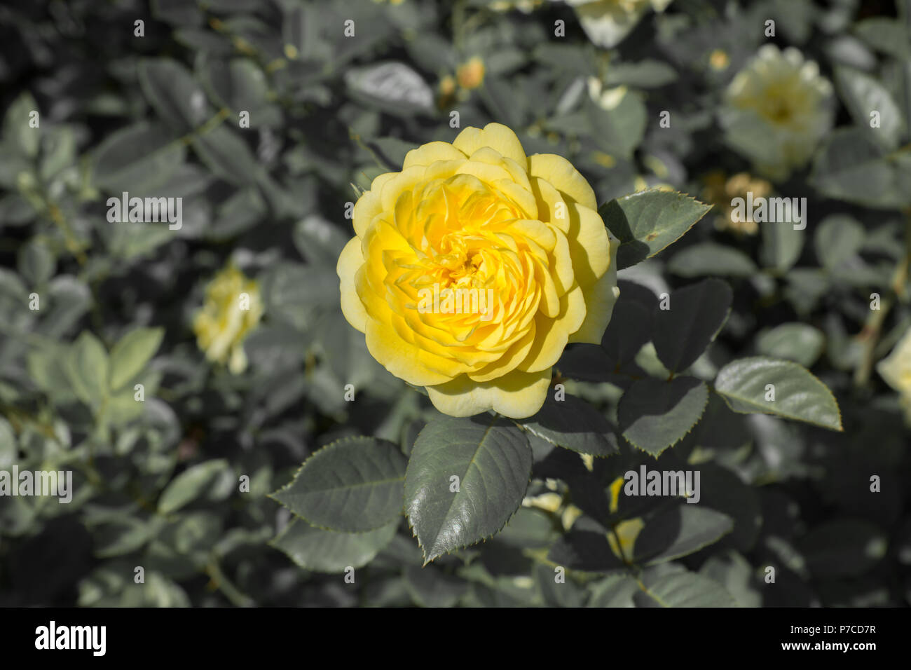Beautiful colorful Rose Flower on garden background Stock Photo - Alamy