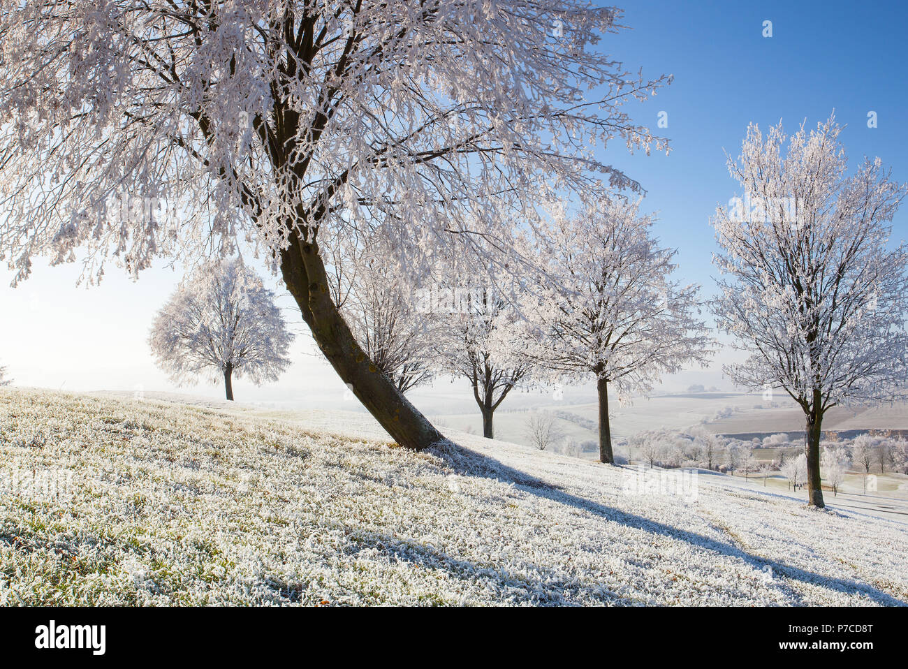 Snow and hoarfrost covered trees in the frosty morning. Amazing winter ...