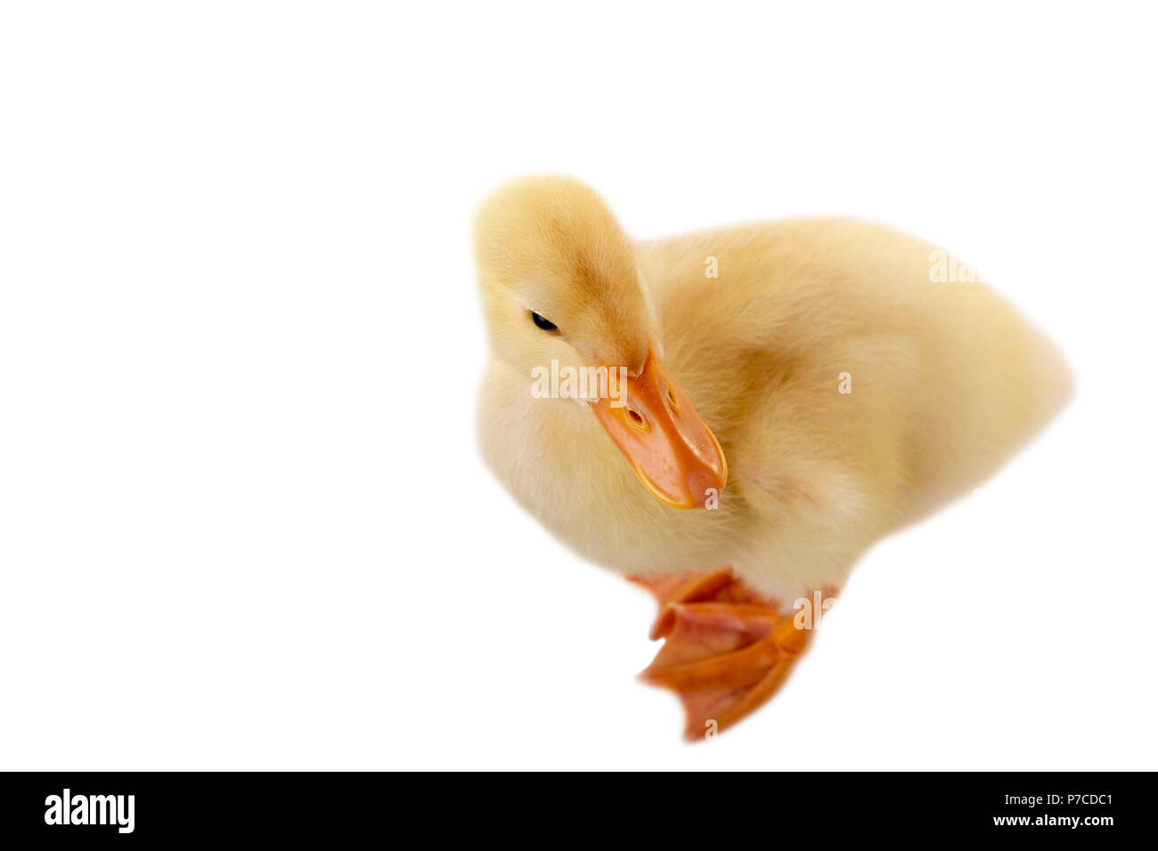 Cute baby duckling is posing to camera on isolated white background ...