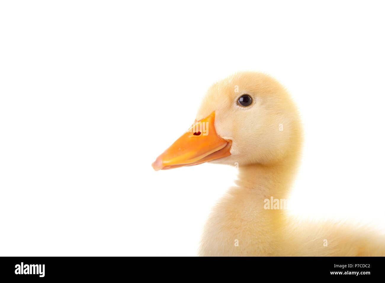Cute baby duckling is posing to camera on isolated white background ...