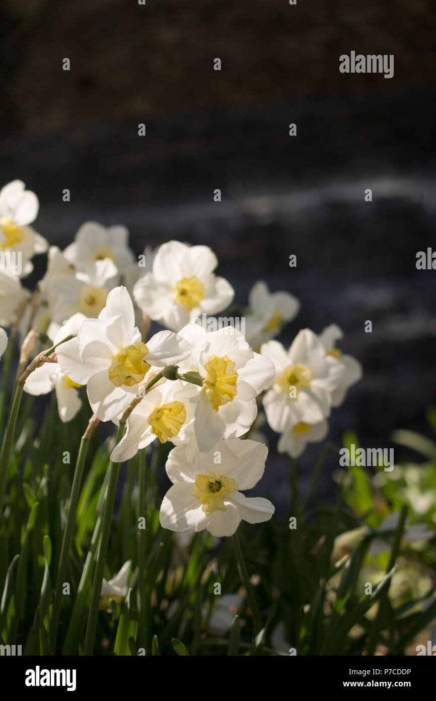 Blooming beautiful colorful natural flowers in view Stock Photo - Alamy