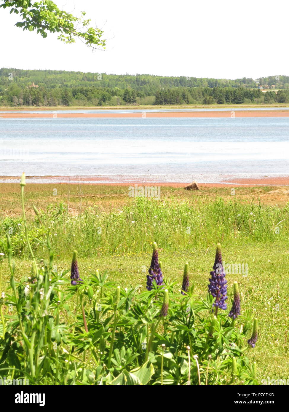 A view of the shoreline looking out from Victoria-by-the-sea, Prince ...