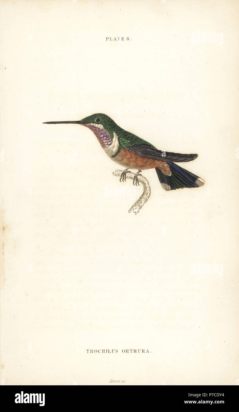 Calliphlox amethystine hi-res stock photography and images - Alamy