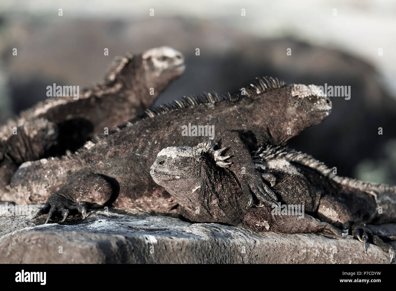 Marine iguanas (Amblyrhynchus cristatus) sunbathing on volcanic rocks ...