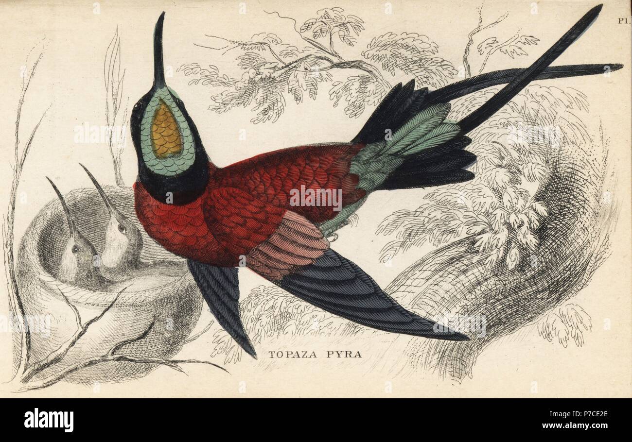 Fiery topaz, Topaza pyra, with young in nest. Handcoloured steel ...