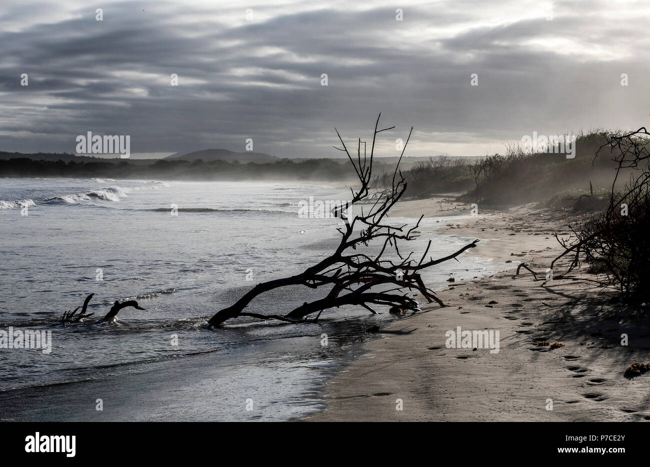 Dead tree washed up on beach hi-res stock photography and images - Alamy