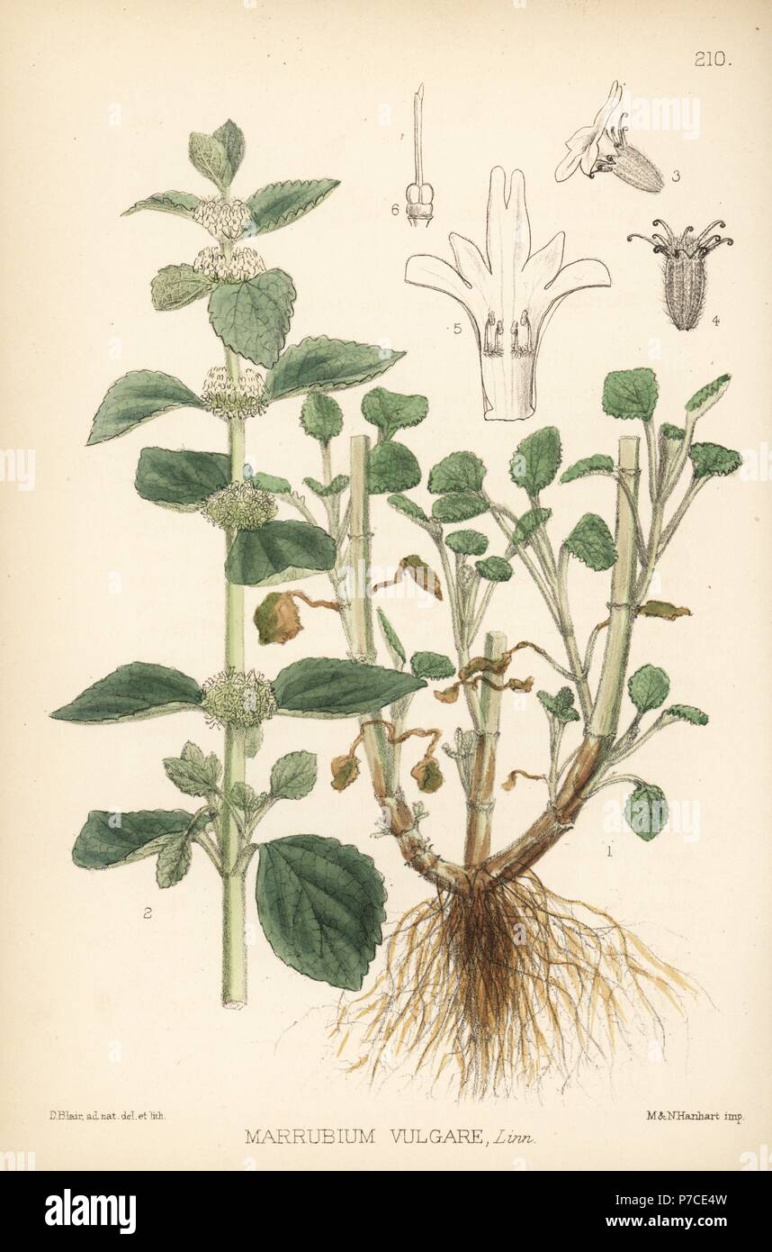 White horehound, Marrubium vulgare. Handcoloured lithograph by Hanhart ...