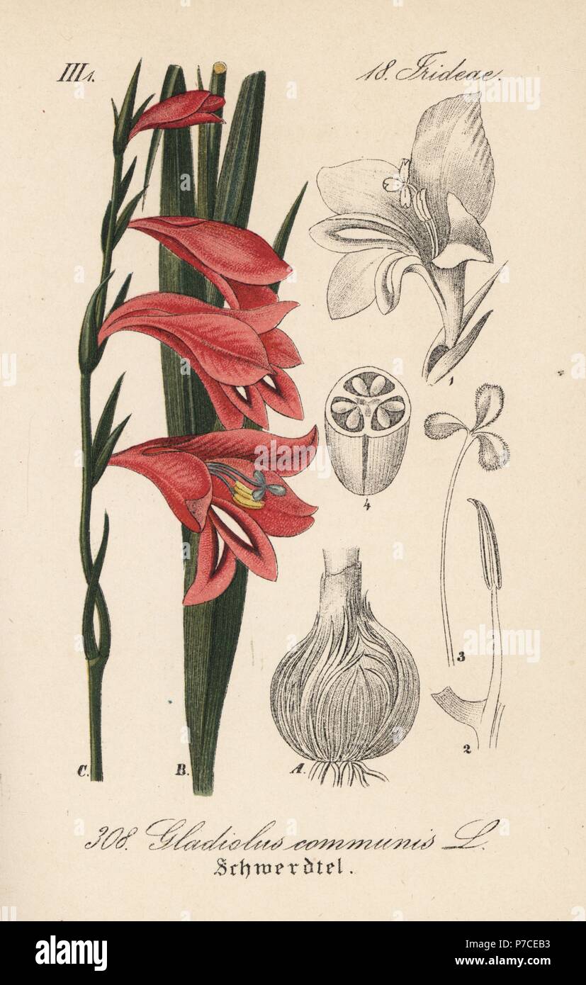 Spear lily or gladiolus, Gladiolus communis. Handcoloured lithograph ...