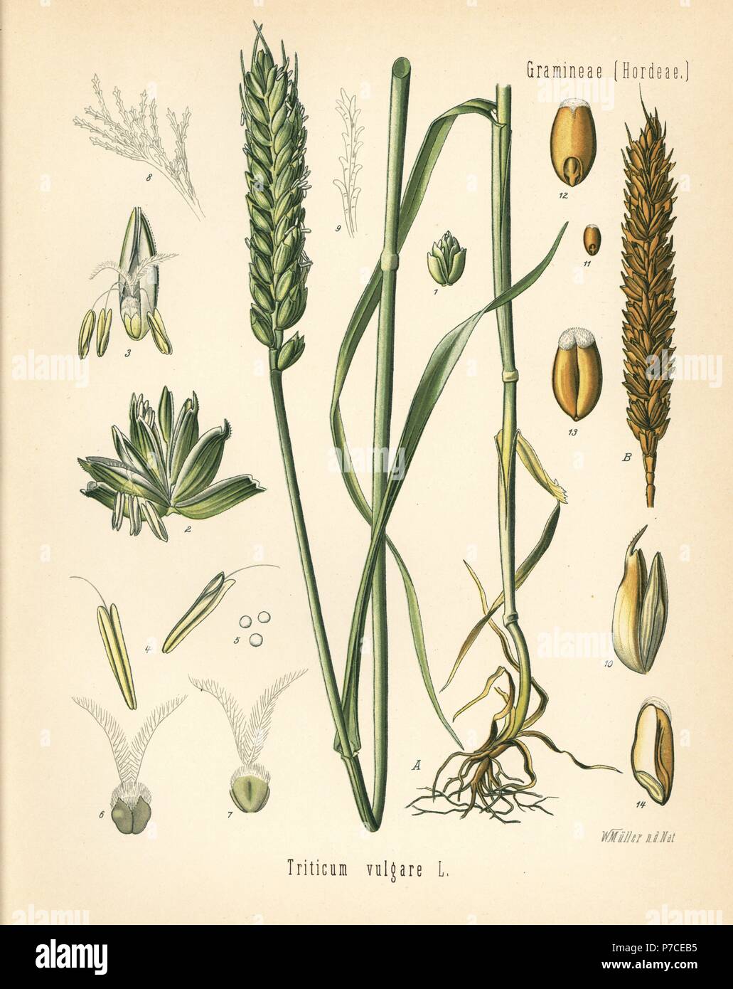 Wheat or bread wheat, Triticum vulgare. Chromolithograph after a ...