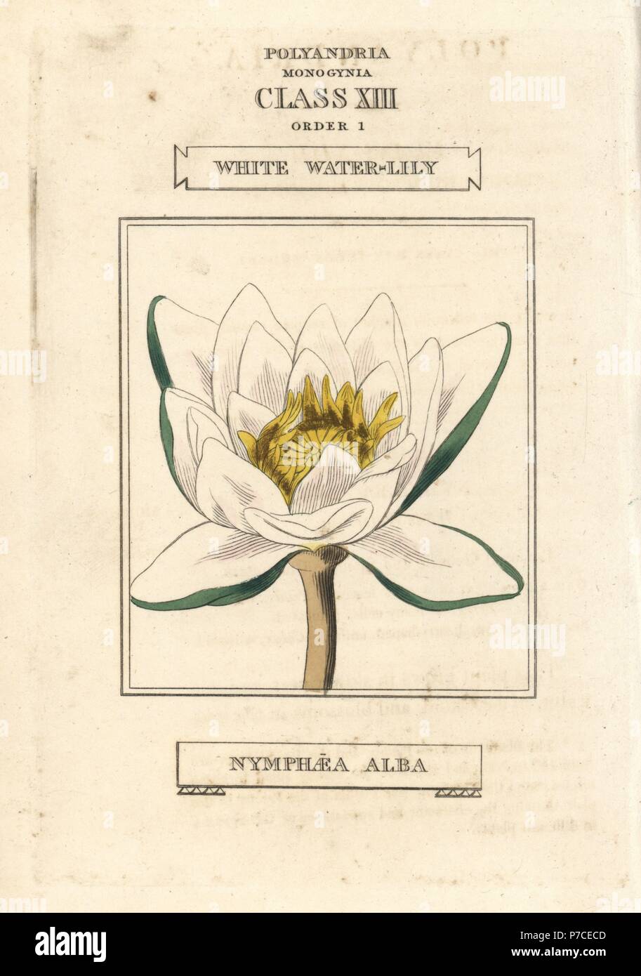 White waterlily, Nymphaea alba. Handcoloured copperplate engraving ...
