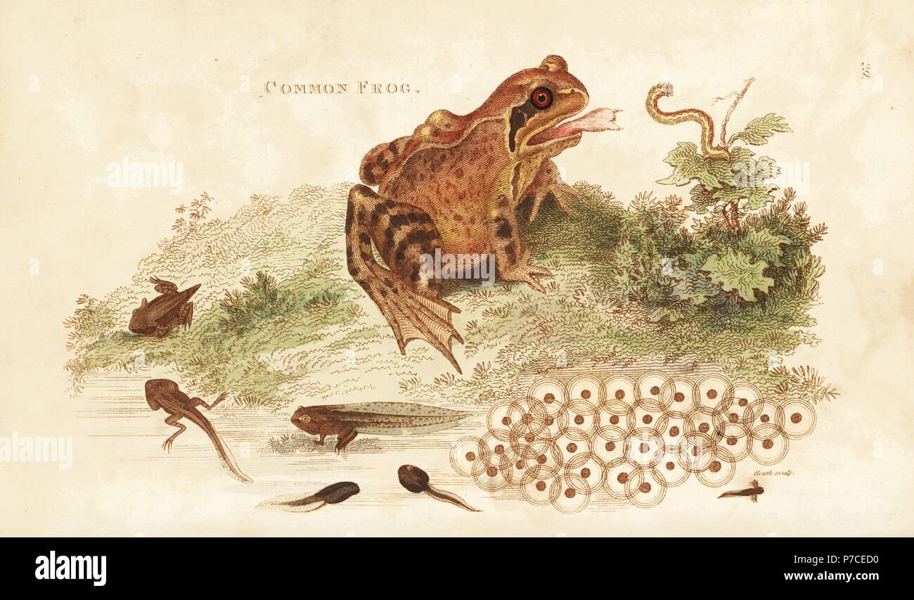 Common frog, Rana temporaria, adult, tadpoles and frogspawn ...