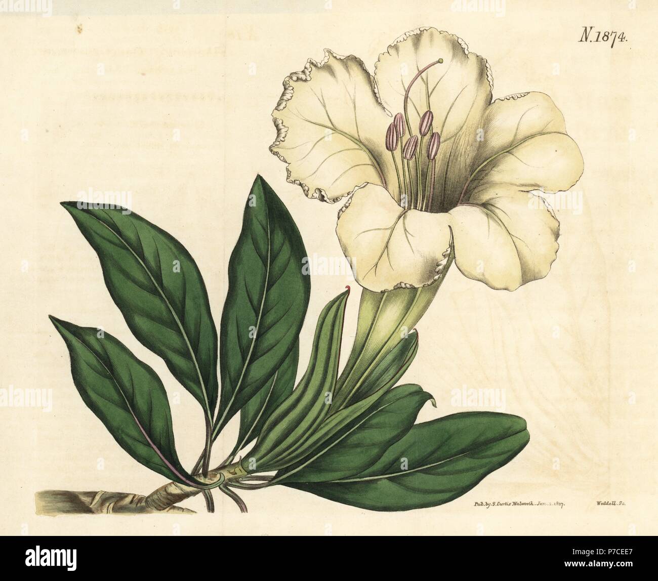 Great-flowered solandra, Solandra grandiflora. Handcoloured botanical ...