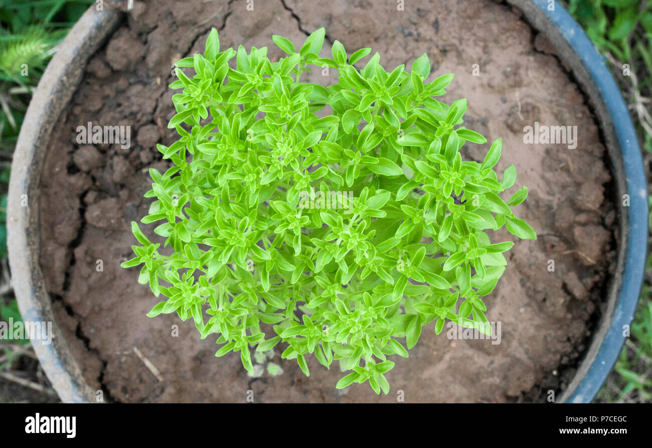Greek basil hi-res stock photography and images - Alamy