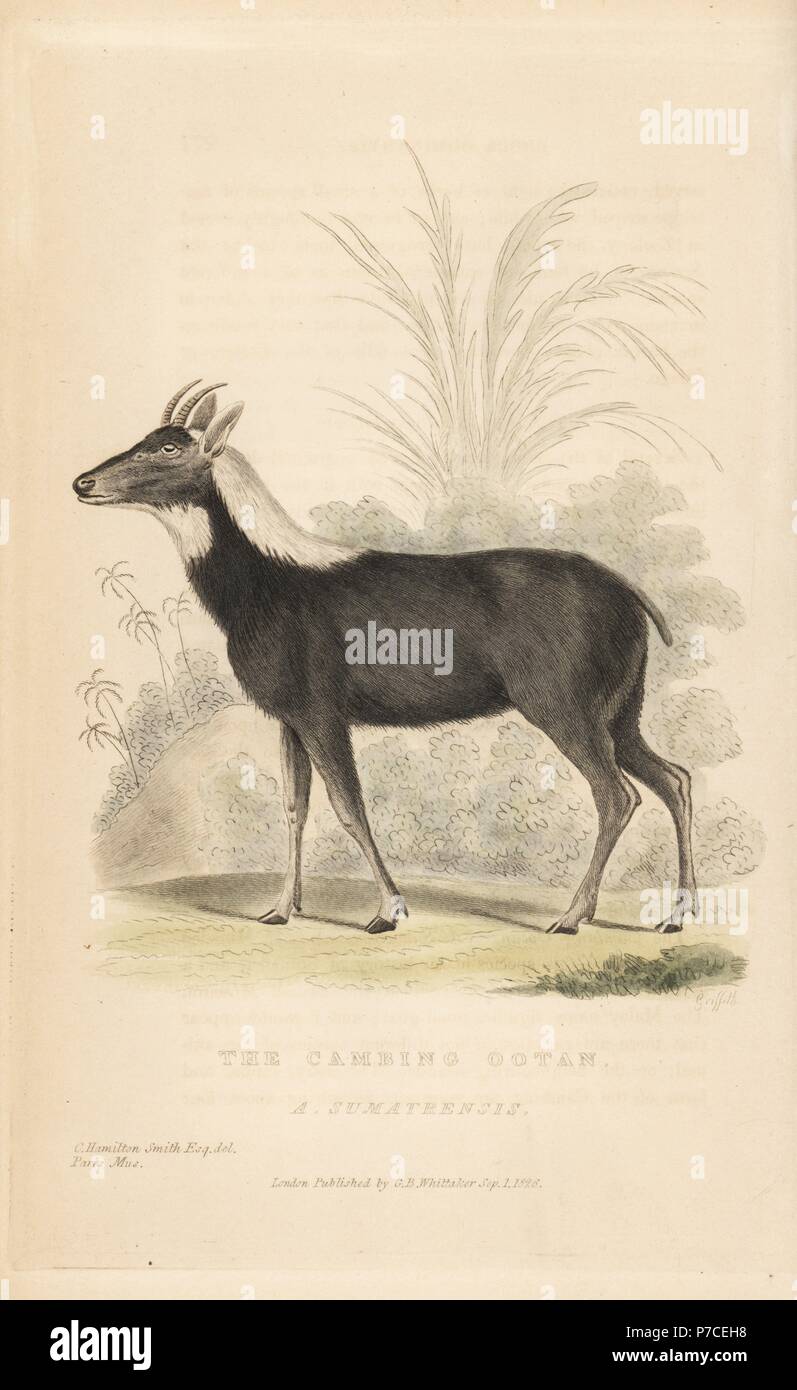 Sumatran serow, Capricornis sumatraensis. Vulnerable. (Cambing ootan ...