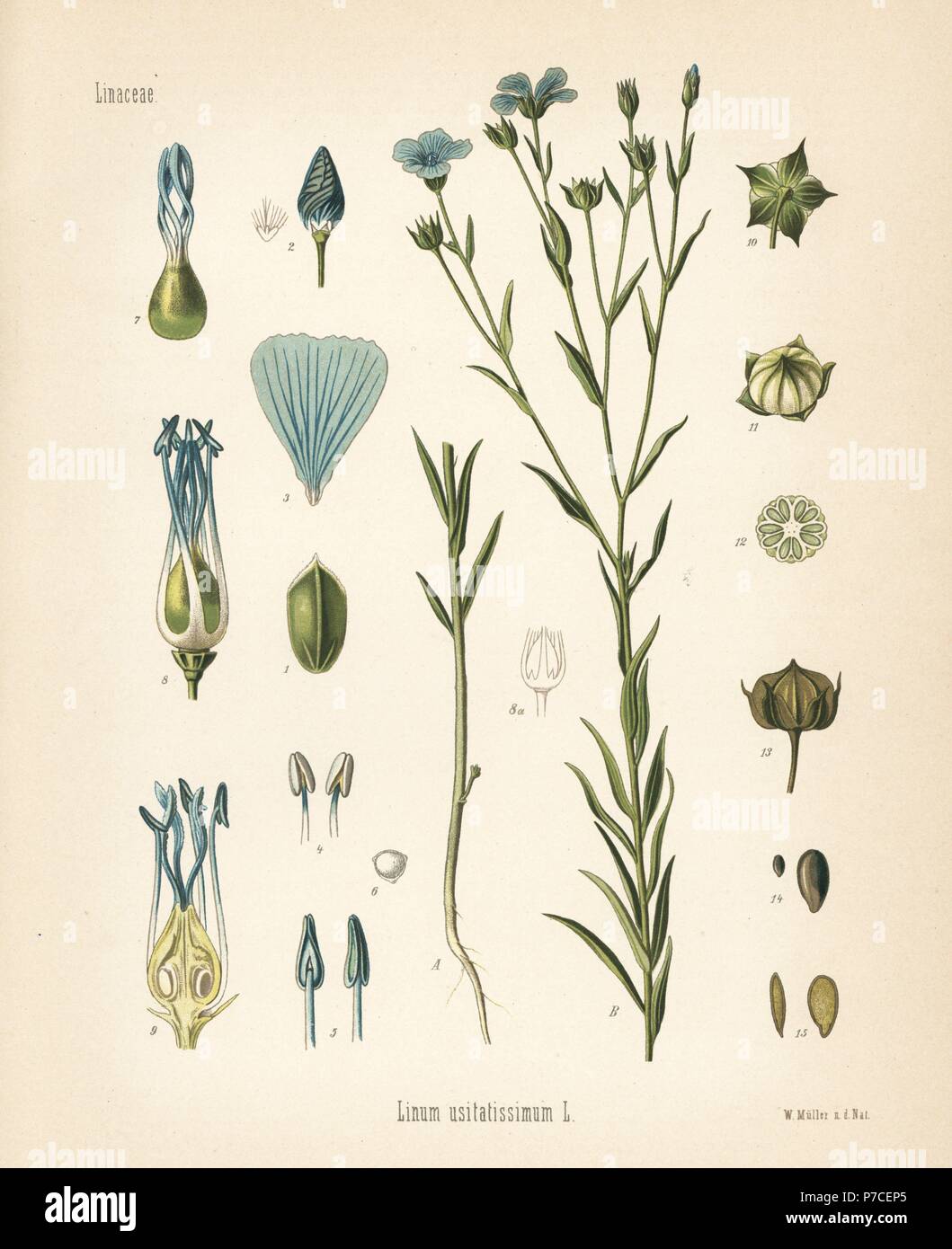 Flax or linseed, Linum usitatissimum. Chromolithograph after a ...