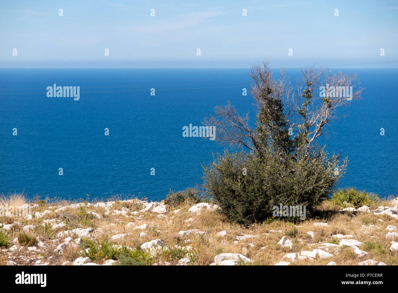 Isolated bush with sea background on Costa Blanca coast Stock Photo - Alamy