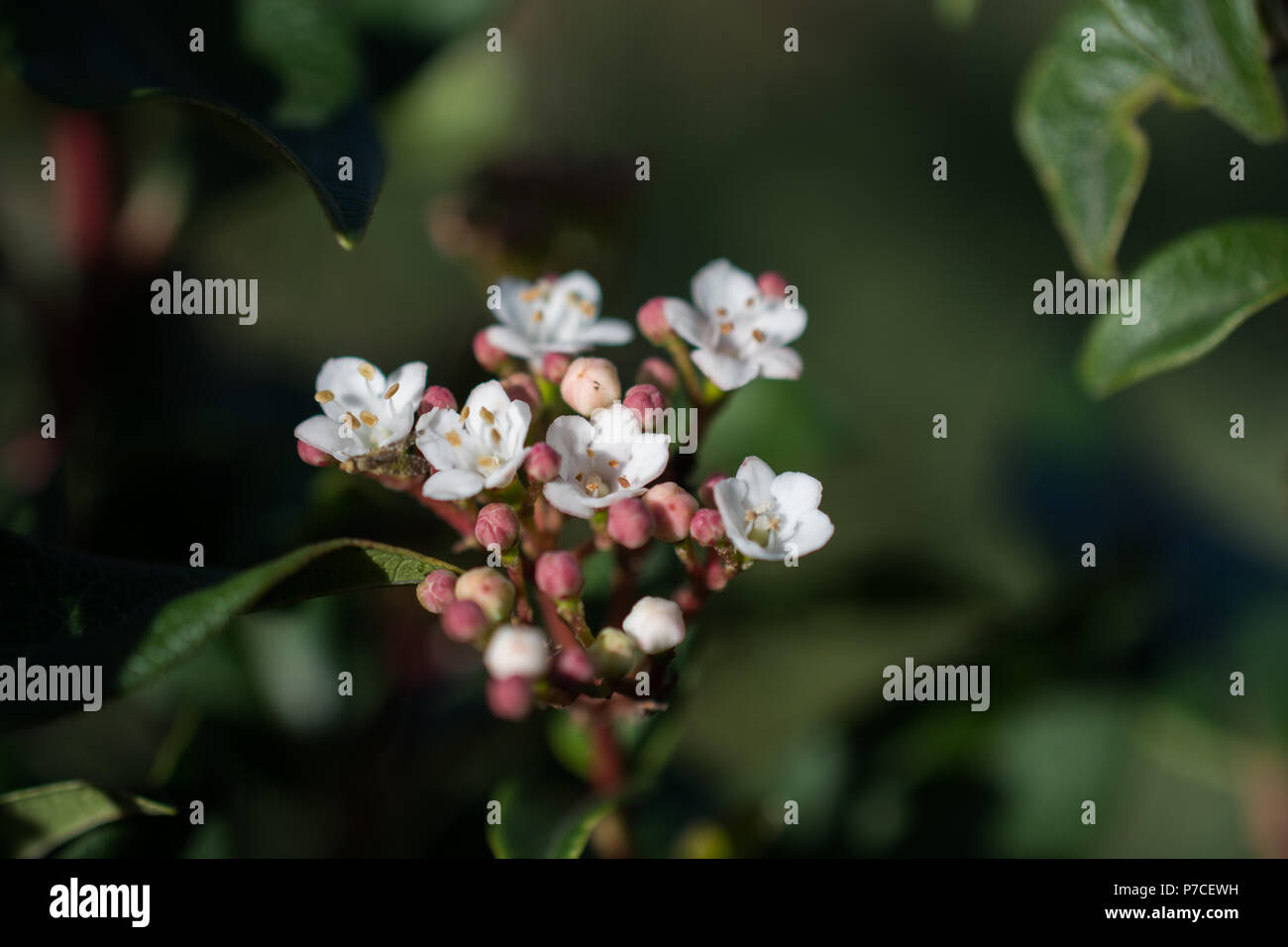 Beautiful colorful natural spring flowers in view Stock Photo - Alamy