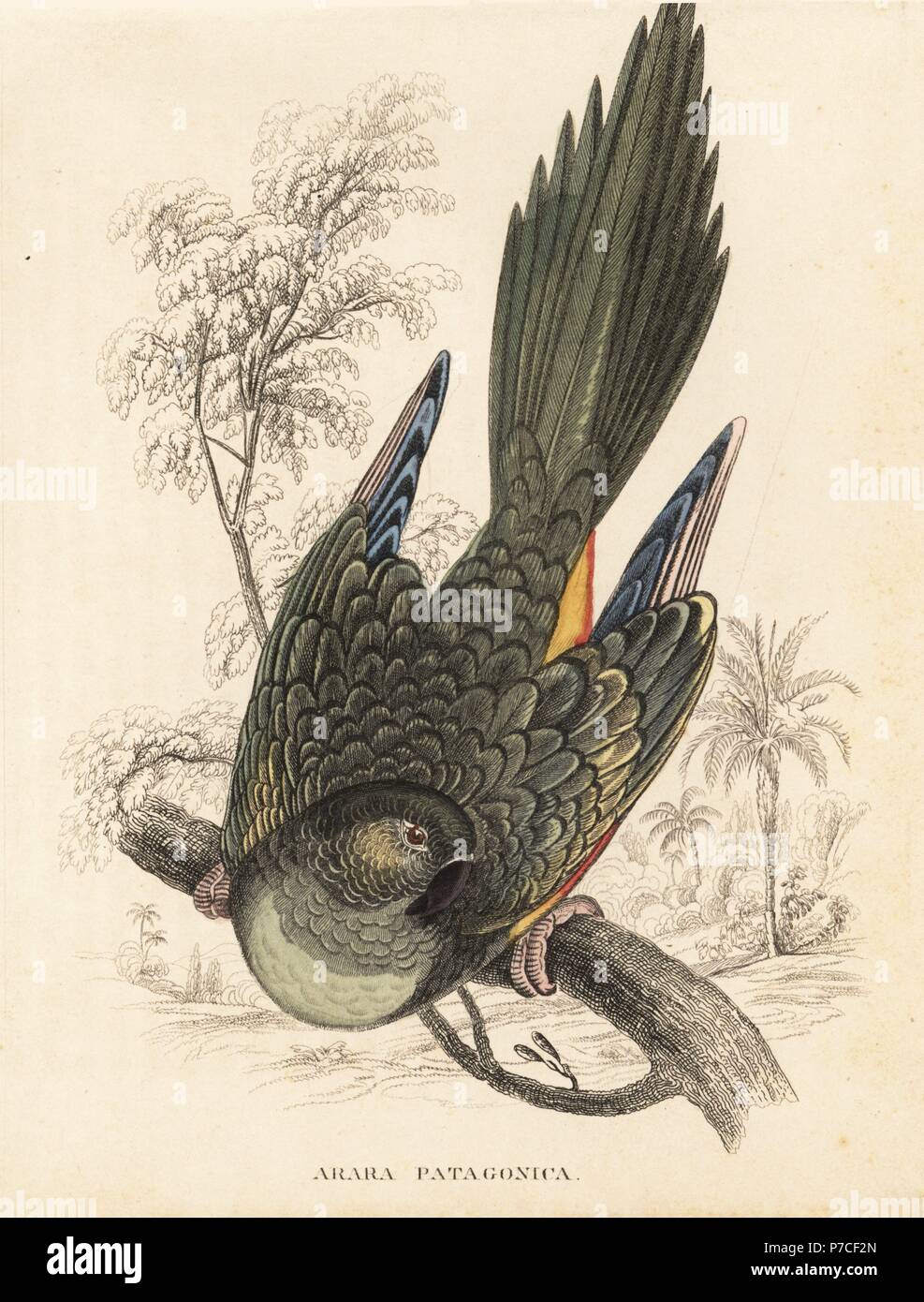 Burrowing parrot, Cyanoliseus patagonus (Arara patagonica ...