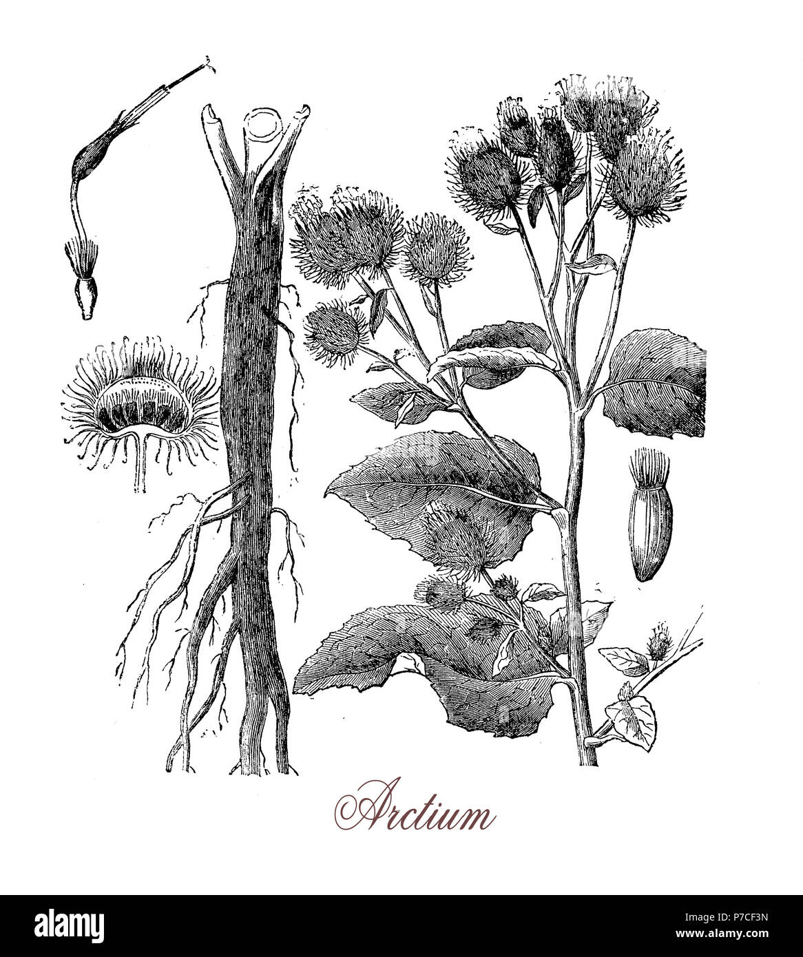 Botanical Illustration Roots