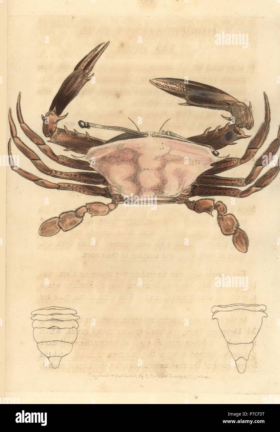 Sentinel crab illustration hi-res stock photography and images - Alamy