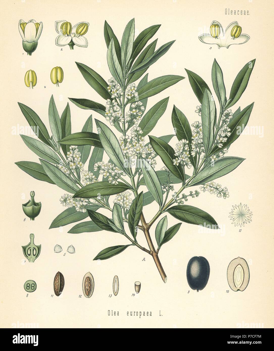 Olive, Olea europaea. Chromolithograph after a botanical illustration ...