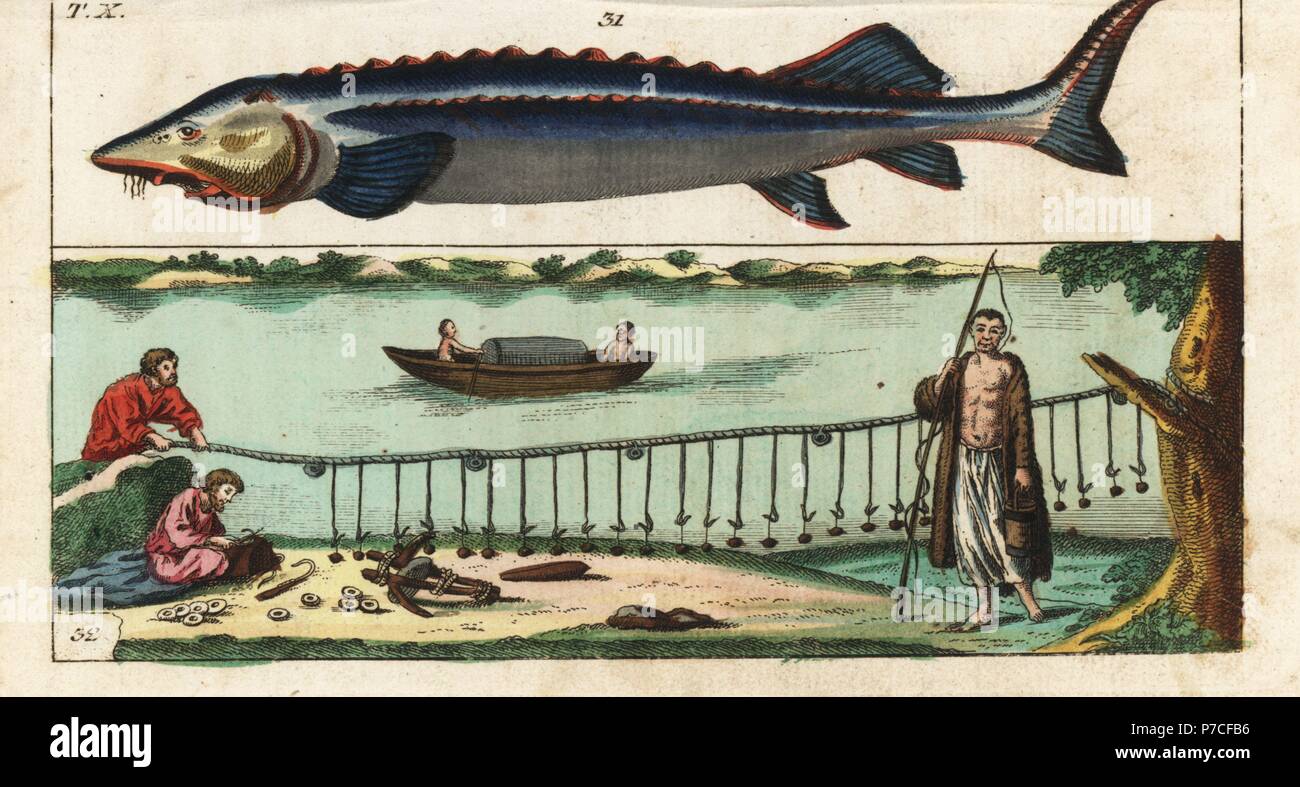 Beluga Sturgeon Huso Huso