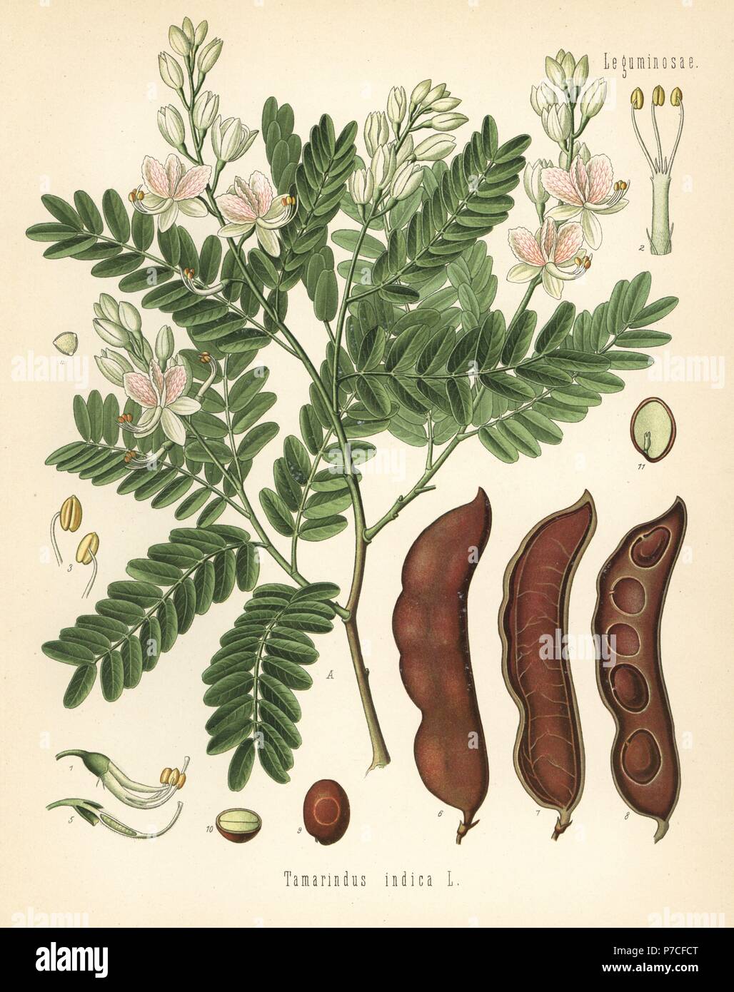 Tamarind, Tamarindus indica. Chromolithograph after a botanical ...