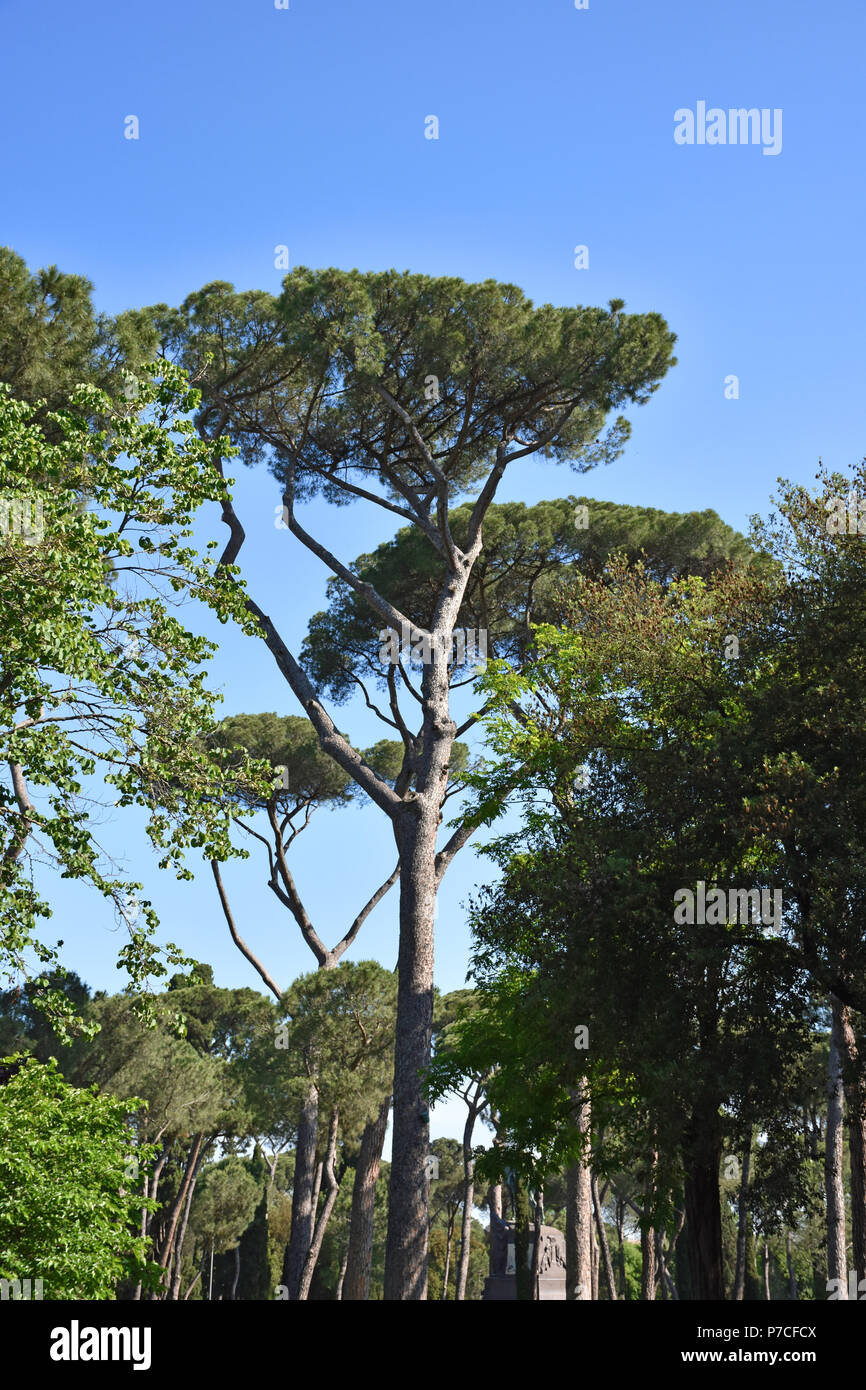 Rome, the famous and magnificent pines of Villa Borghese, large public ...