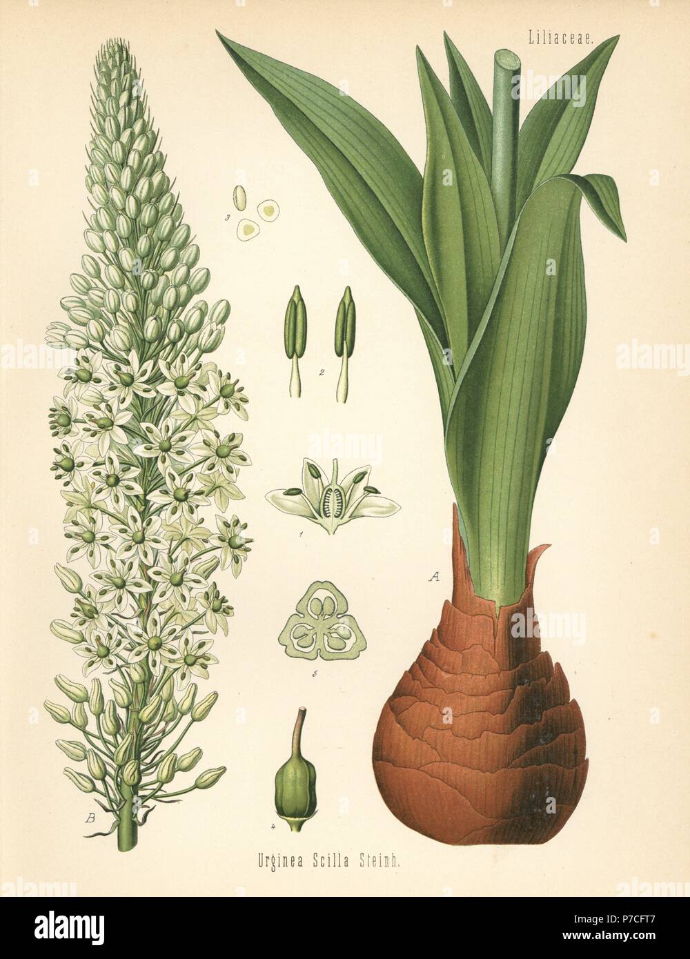 Sea squill or maritime squill, Drimia maritima (Urginea scilla ...