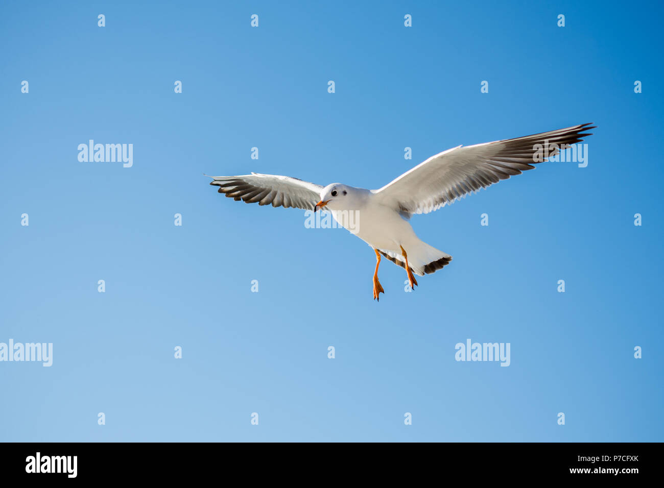 Single seagull flying in a blue sky background Stock Photo - Alamy