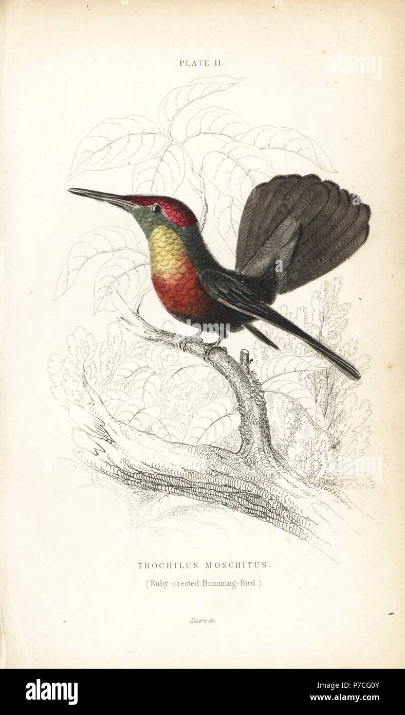 Ruby-crested hummingbird, Chrysolampis mosquitus (Trochilus moschitus ...