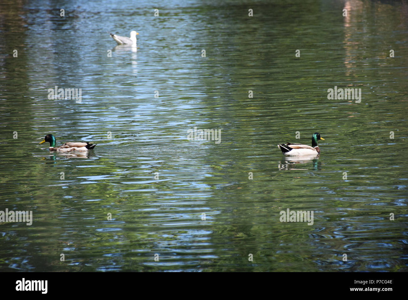 Rome, ducks in the pond of Villa Borghese, large public park in the ...