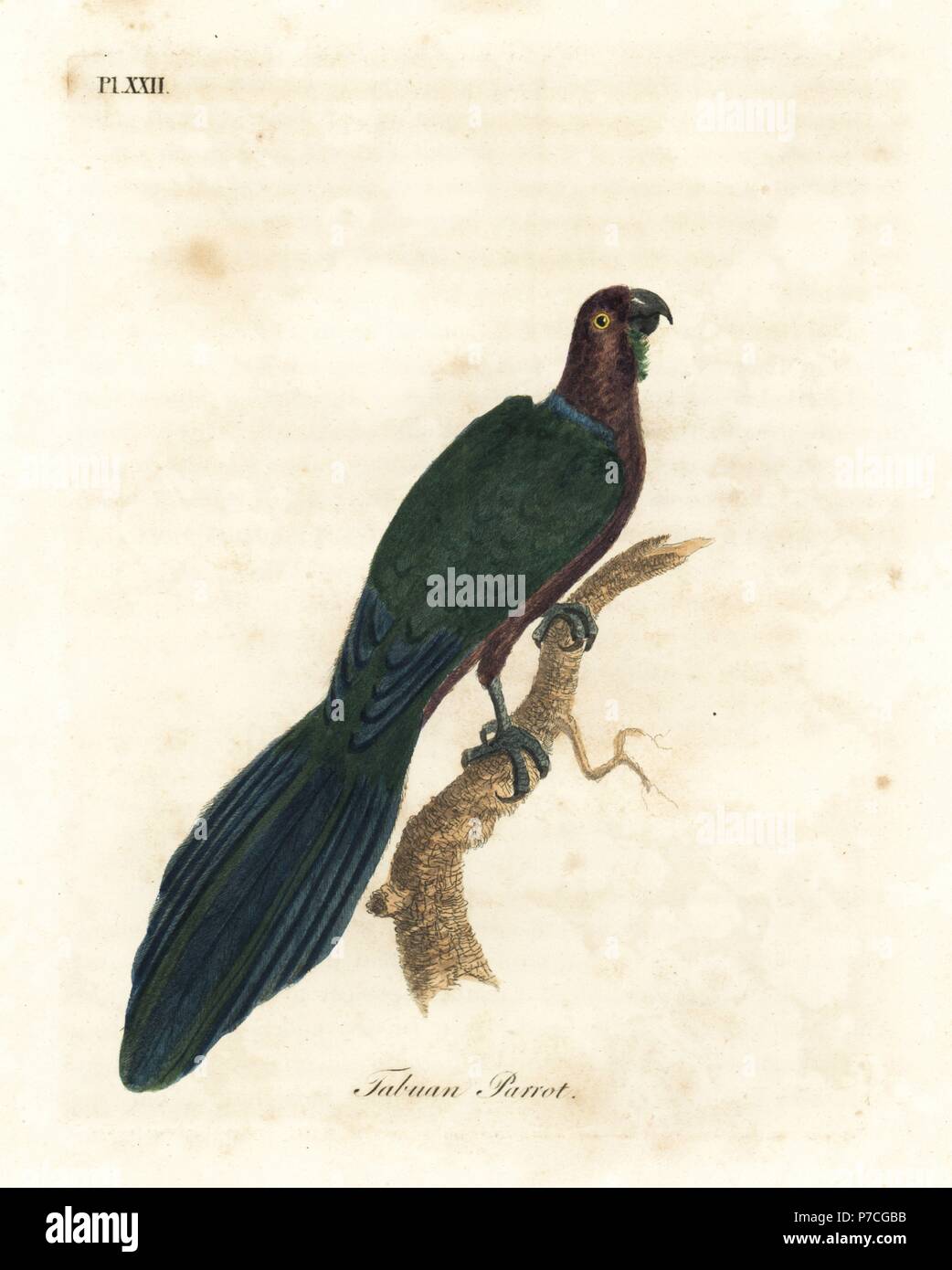 Red shining-parrot, Pyrrhulopsis tabuensis (Tabuan parrot, Psittacus ...