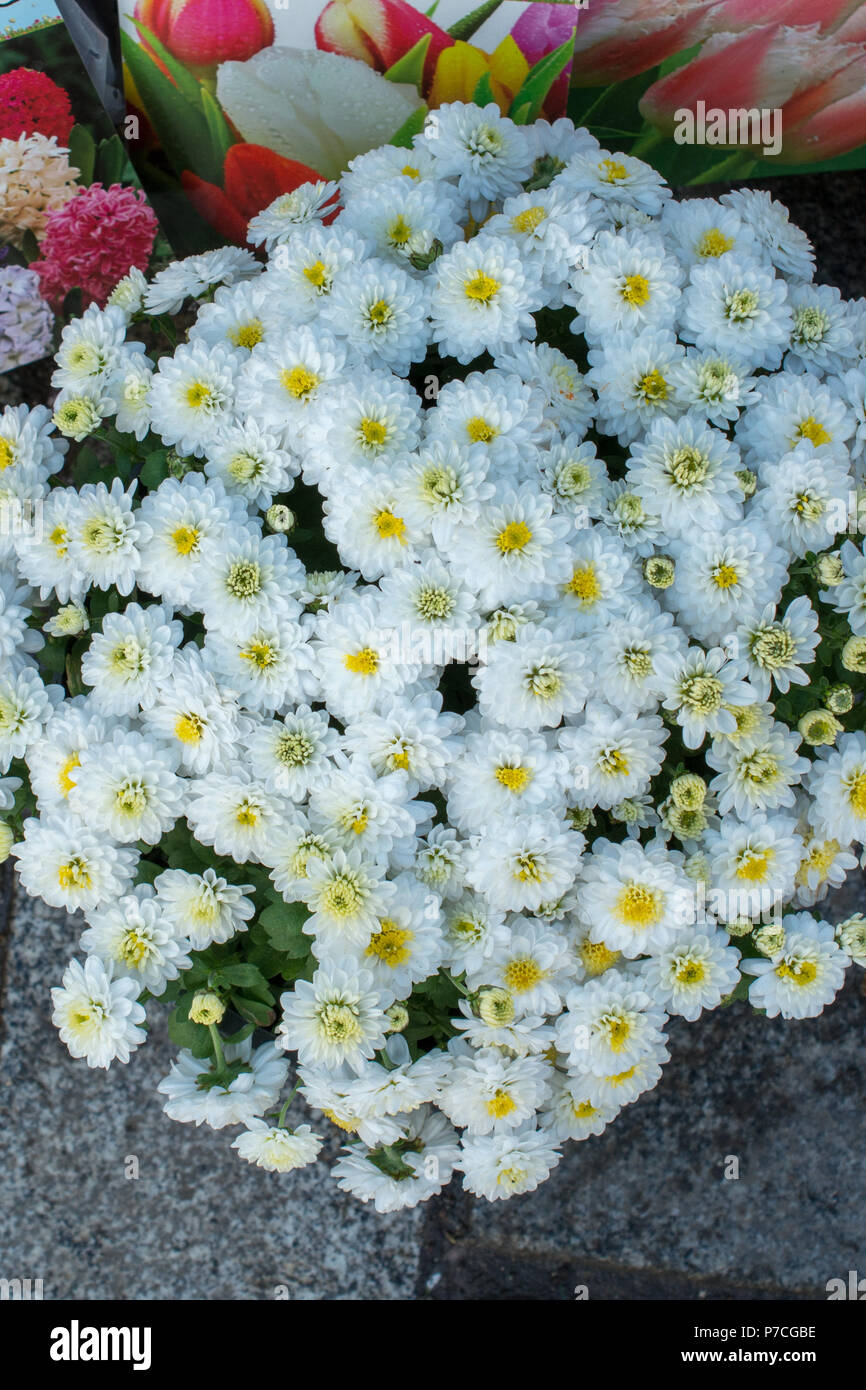 Beautiful fresh flowers as a background Stock Photo - Alamy