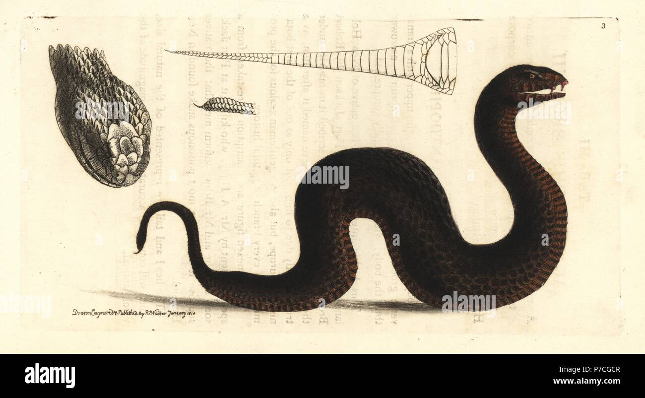 Death adder not puff hi-res stock photography and images - Alamy