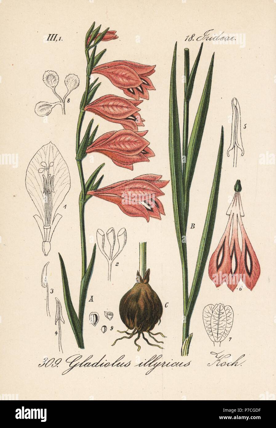 Wild gladiolus gladiolus illyricus hi-res stock photography and images ...