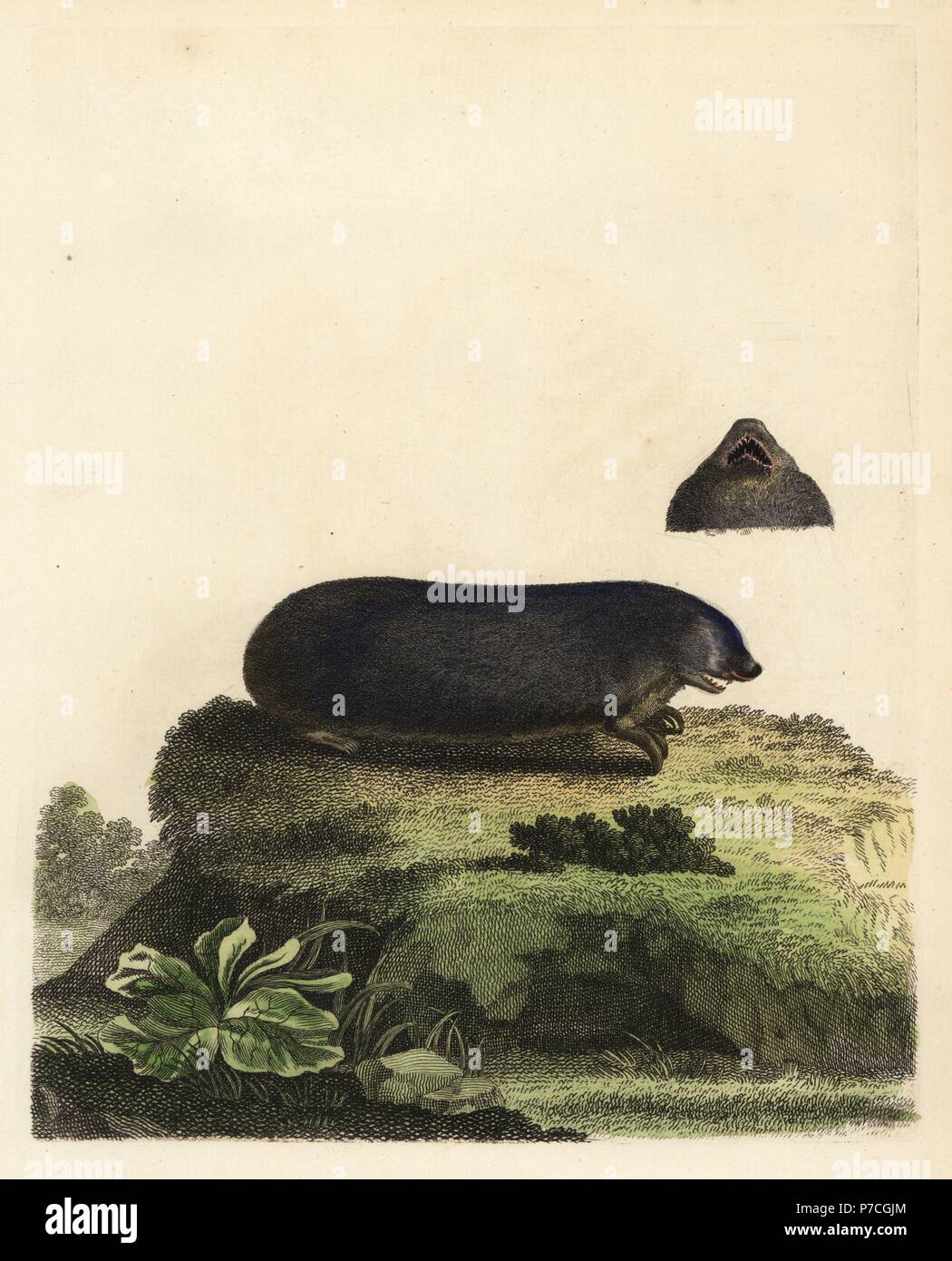 Cape golden mole, Chrysochloris asiatica (Variable mole, Talpa asiatica ...