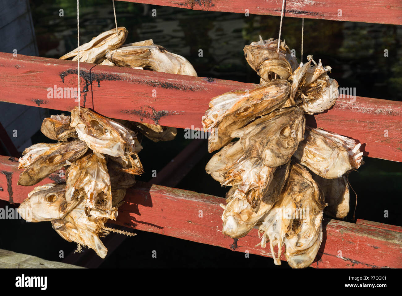 Fish heads in Nusfjord, Norway Stock Photo - Alamy