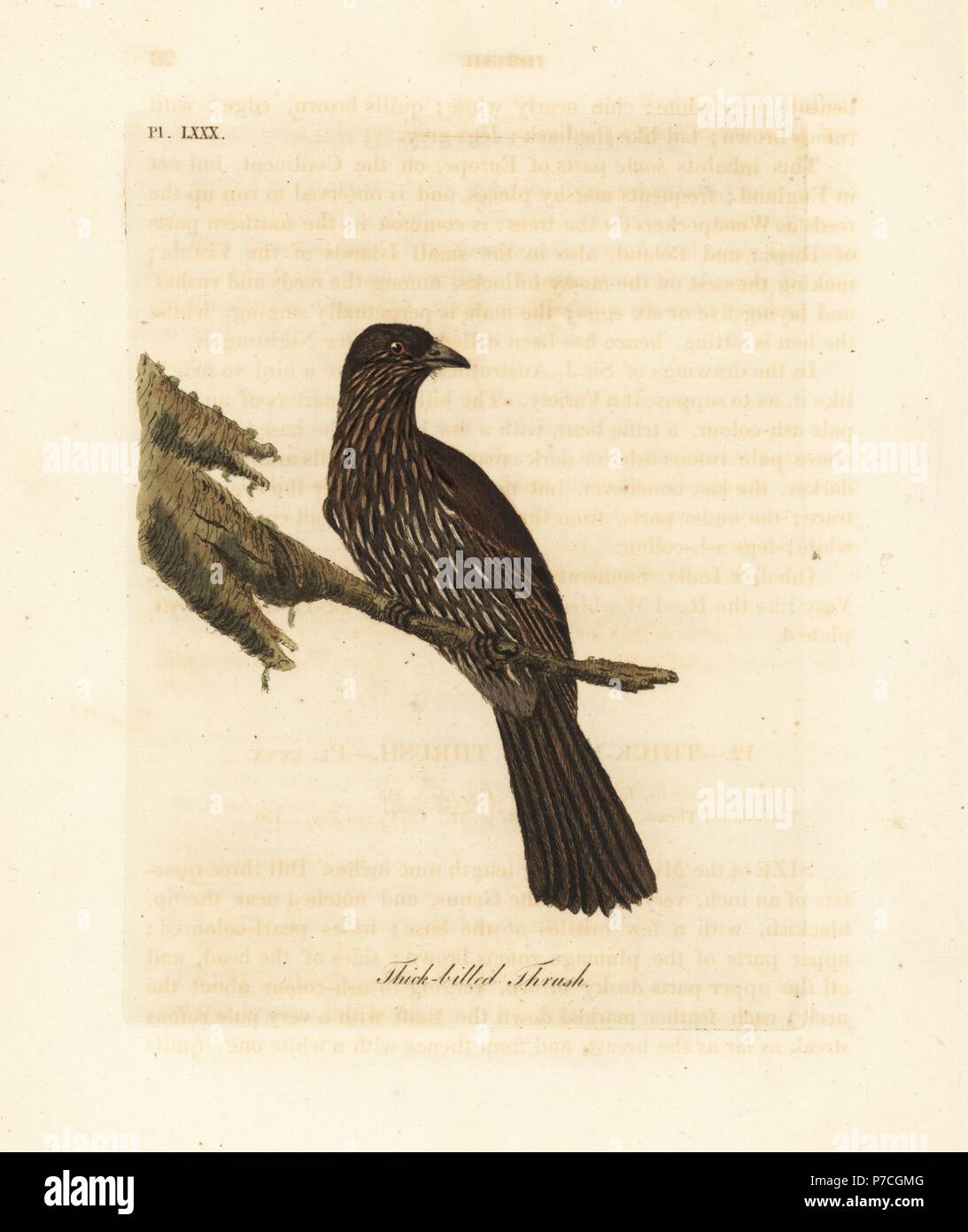 New Zealand South Island piopio, Turnagra capensis. Extinct. (Thick ...
