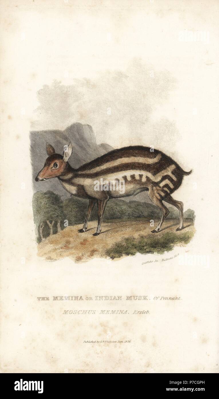 Sri Lankan spotted chevrotain, Moschiola meminna. (Memina or Indian ...