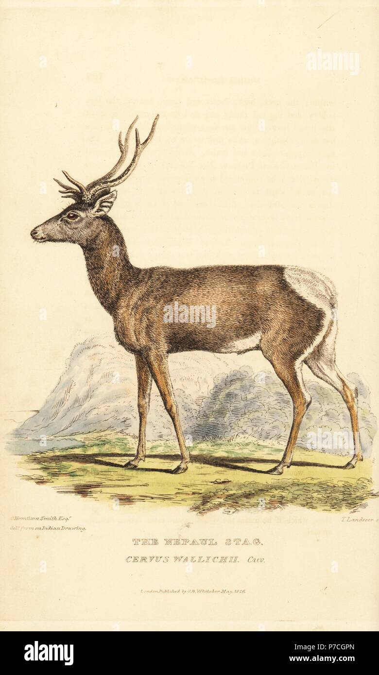 Tibetan red deer, Cervus canadensis wallichi (Nepaul stag, Cervus ...