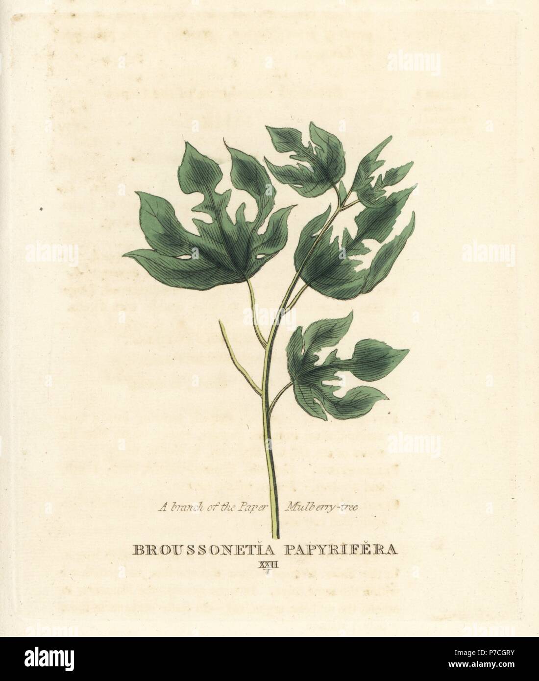 Paper mulberry tree, Broussonetia papyrifera. Handcoloured copperplate ...