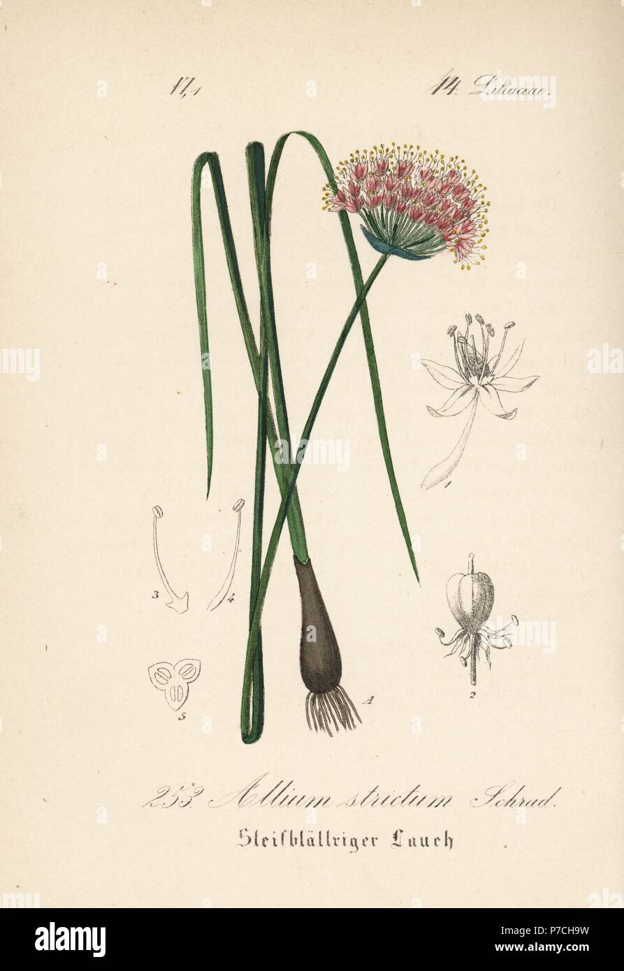 Allium strictum. Handcoloured lithograph from Diederich von ...