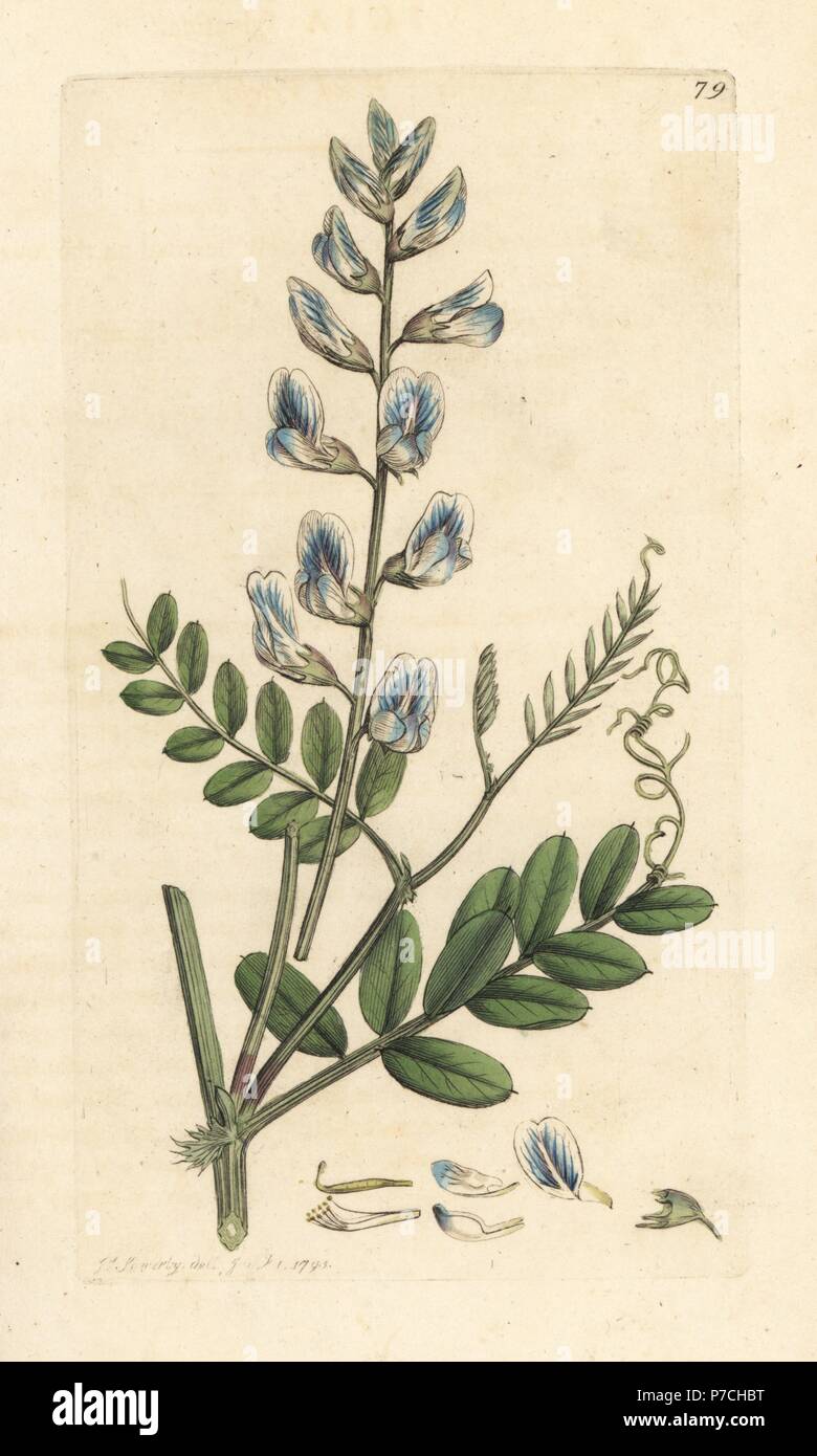 Wood vetch, Vicia sylvatica. Handcoloured copperplate engraving after ...