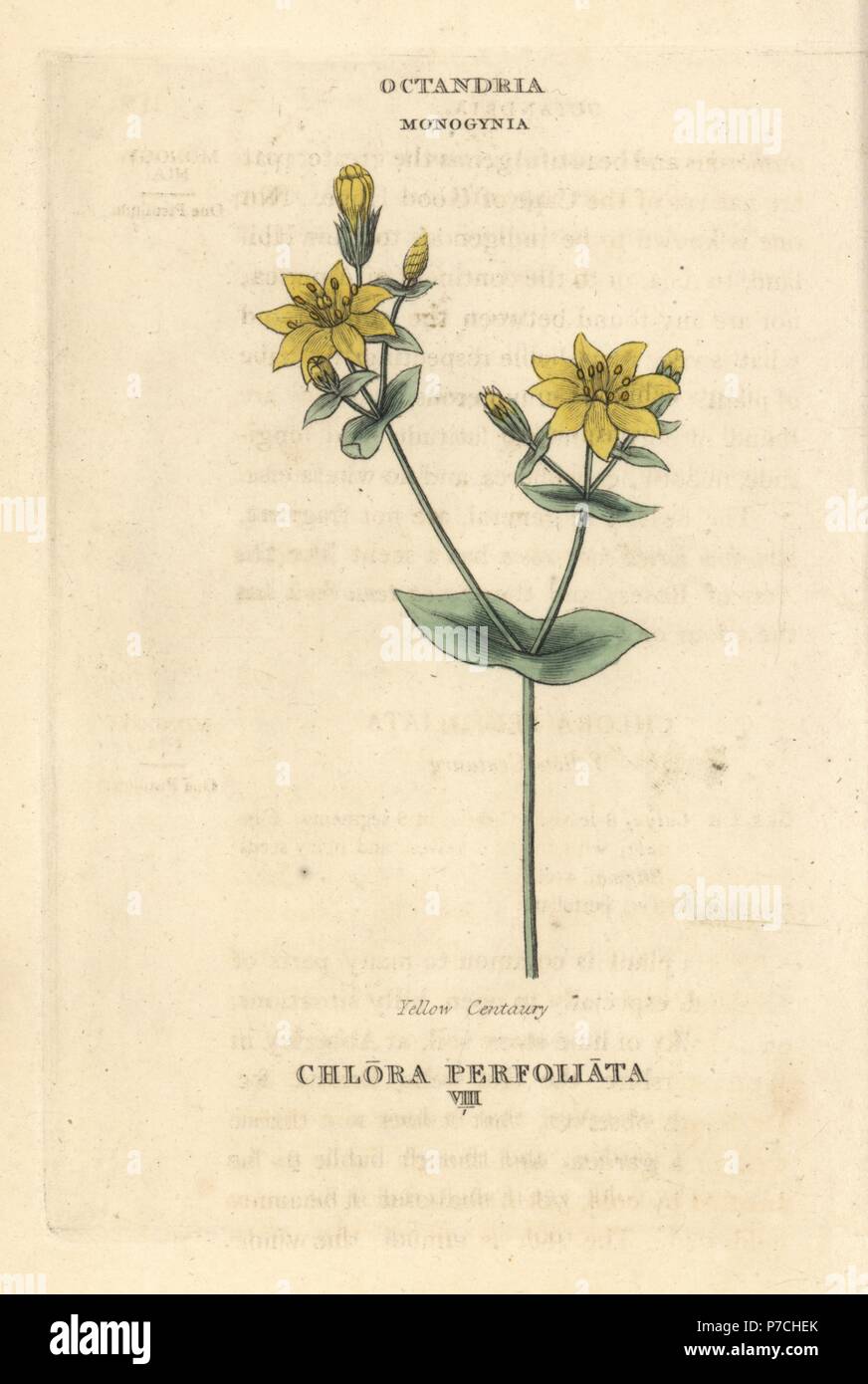 Yellow-wort, Blackstonia perfoliata (Yellow centaury, Chlora perfoliata ...