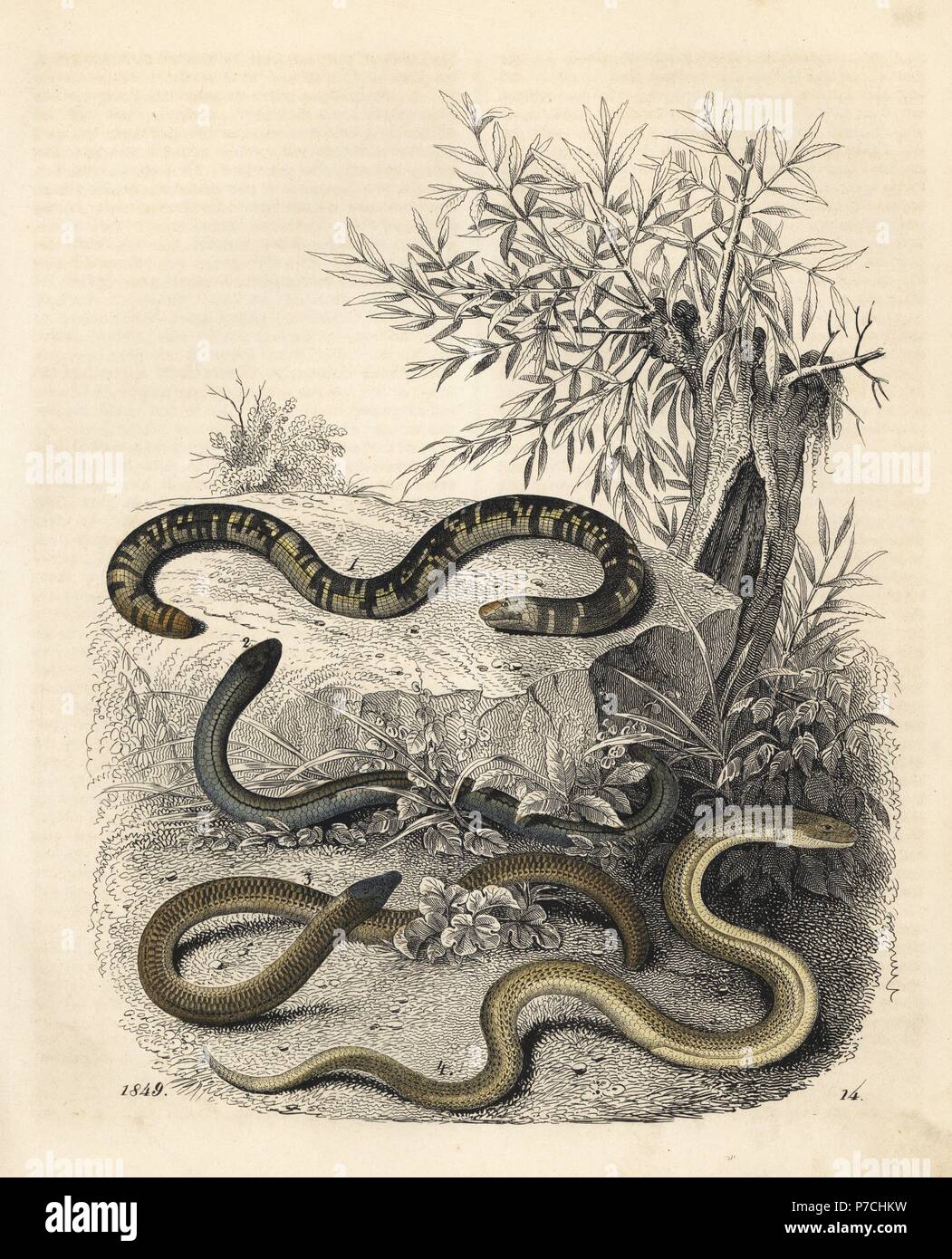Earthworm blind snake, Typhlops lumbricalis 1, slow worm, Anguis ...