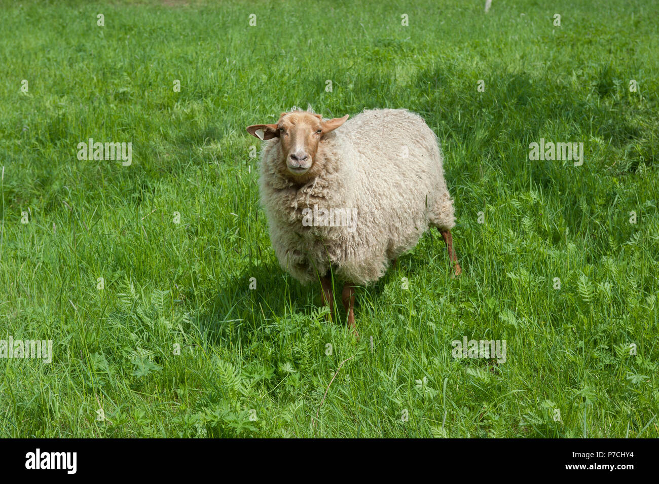 Fox sheep hi-res stock photography and images - Alamy