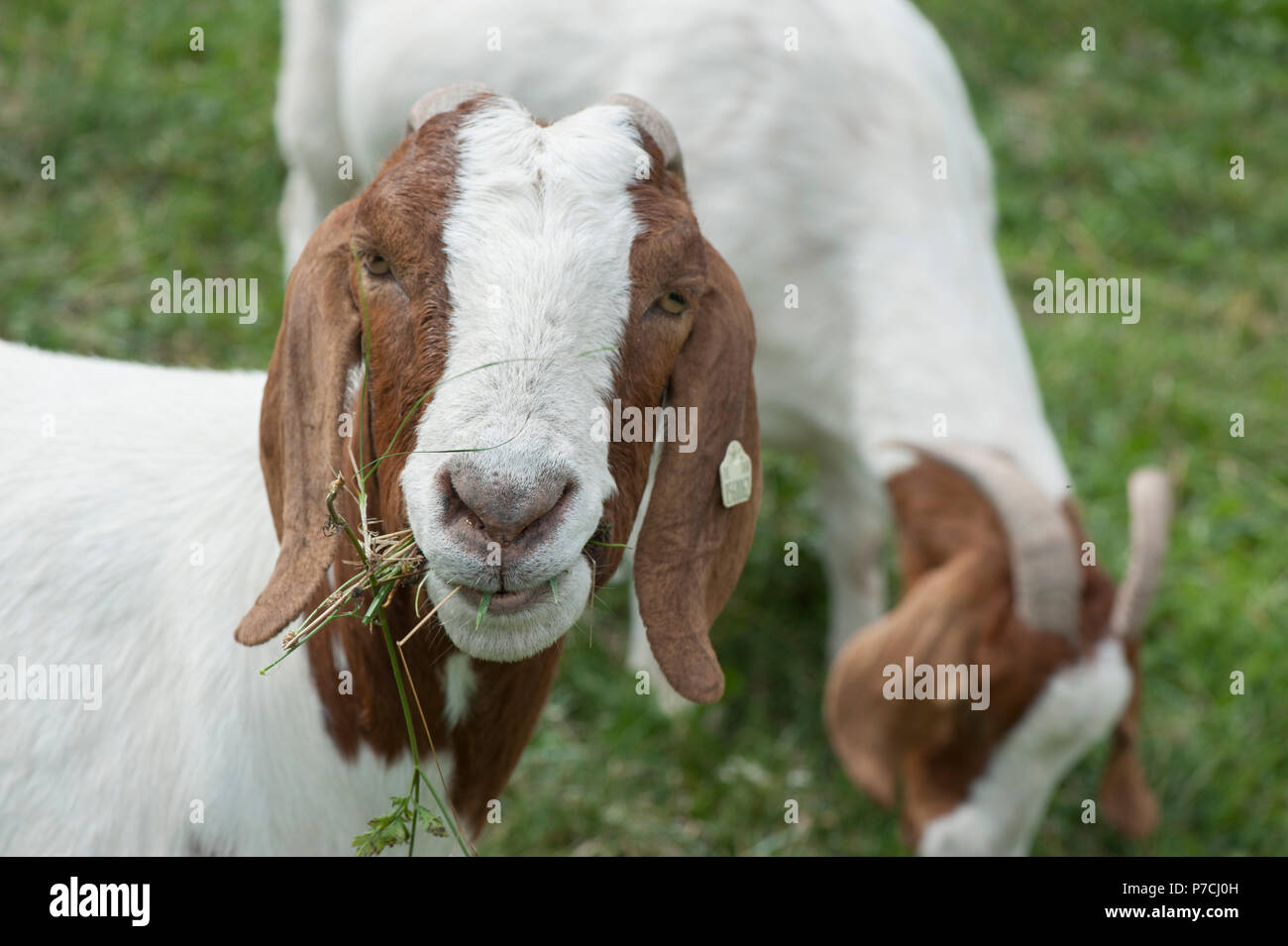 Boer goats hi-res stock photography and images - Alamy