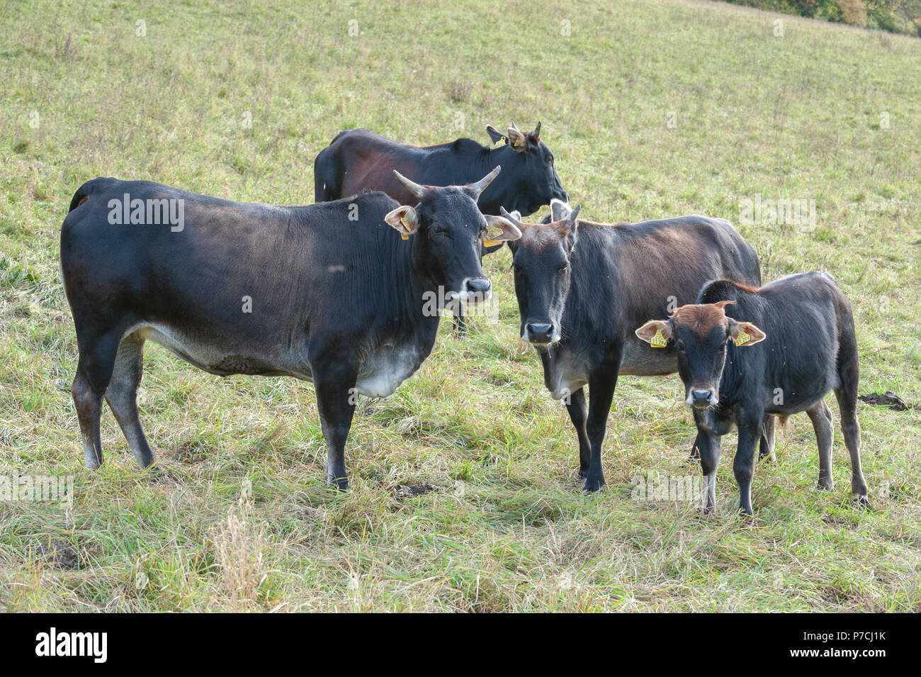 Zebu Cattle High Resolution Stock Photography and Images - Alamy