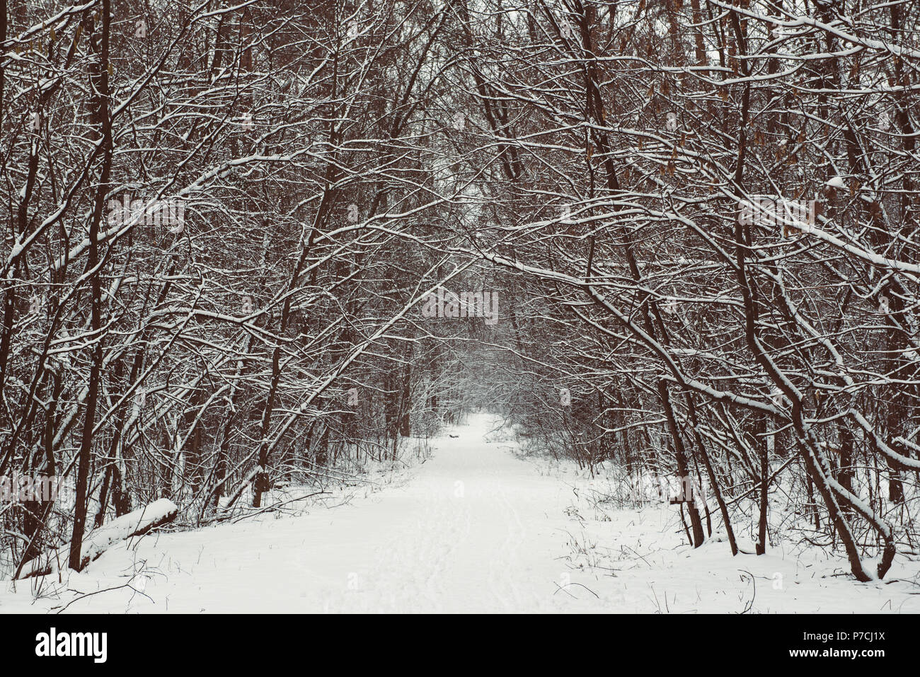 Winter forest with path Stock Photo - Alamy